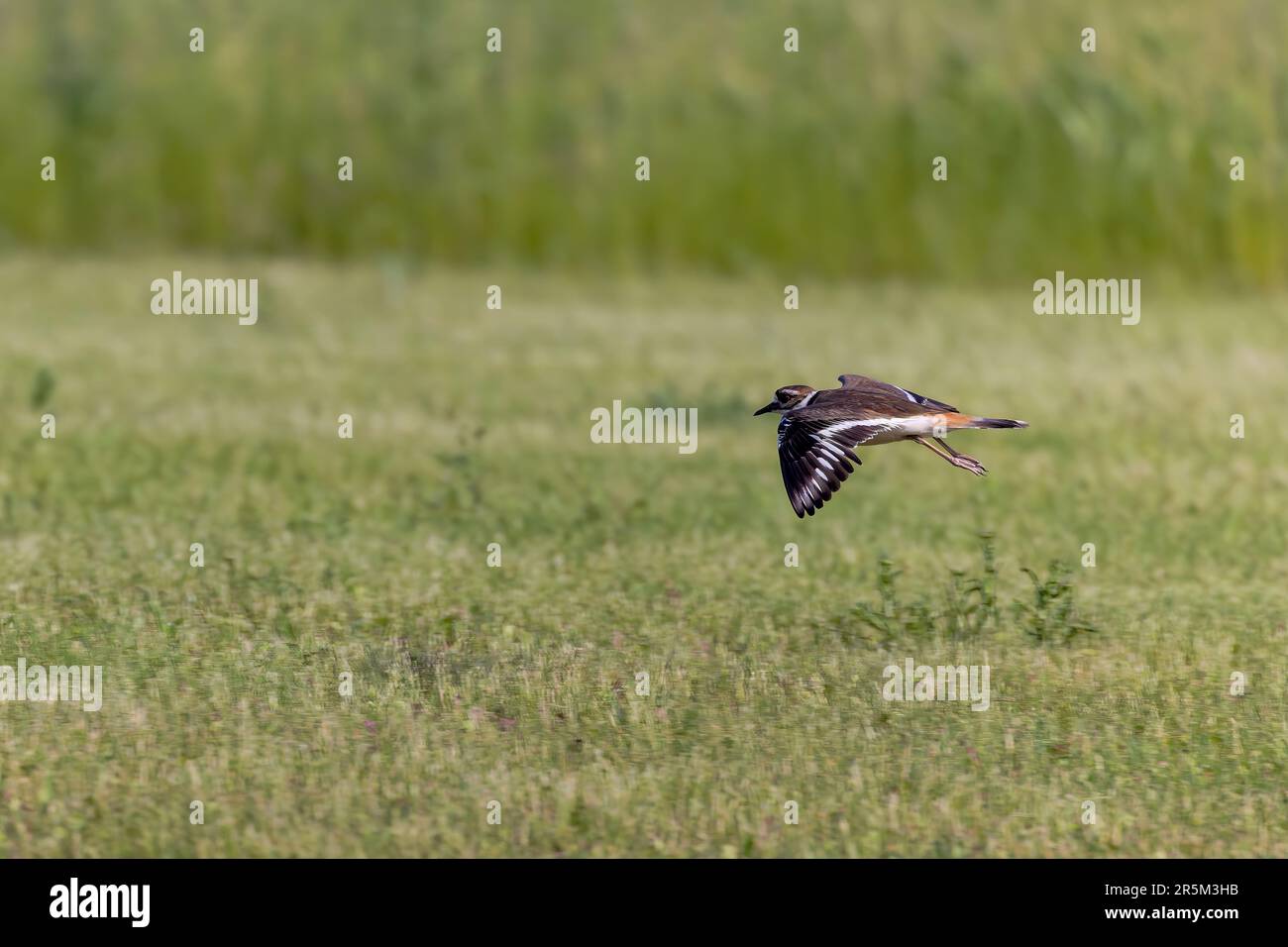The killdeer (Charadrius vociferus) in flight Stock Photo - Alamy