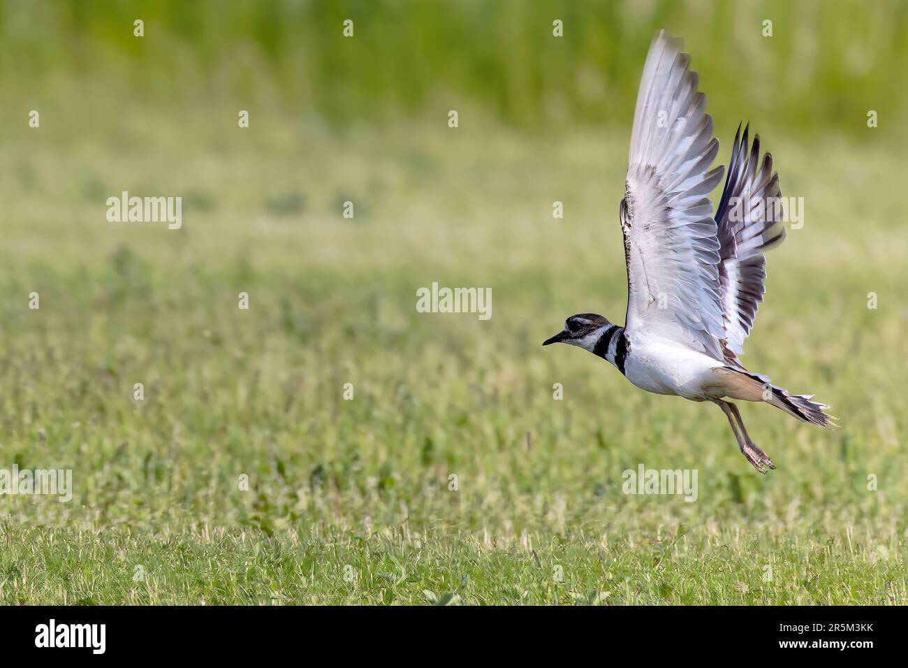 The killdeer (Charadrius vociferus) in flight Stock Photo - Alamy