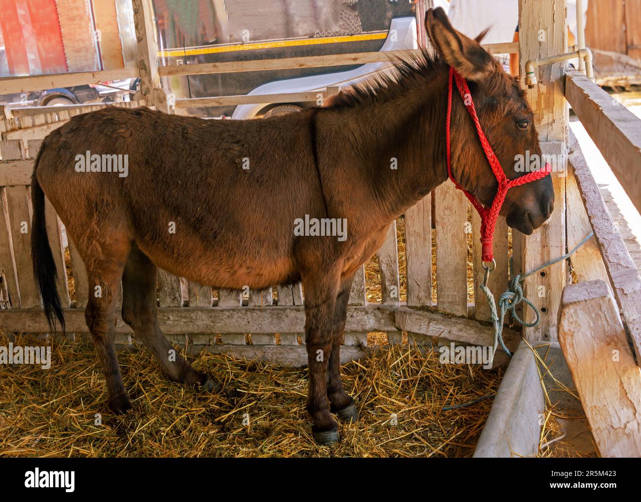 Domesticated donkey inside rural hi-res stock photography and images ...