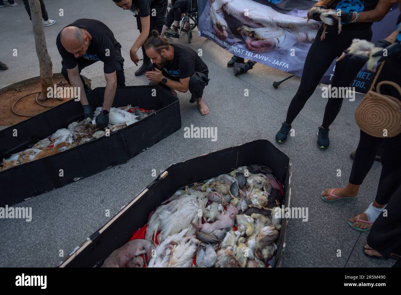 Israeli activists look at carcasses of dead animals during ...