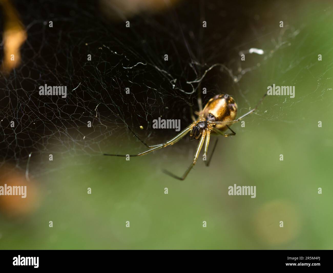 Prey capture strategies hi-res stock photography and images - Alamy