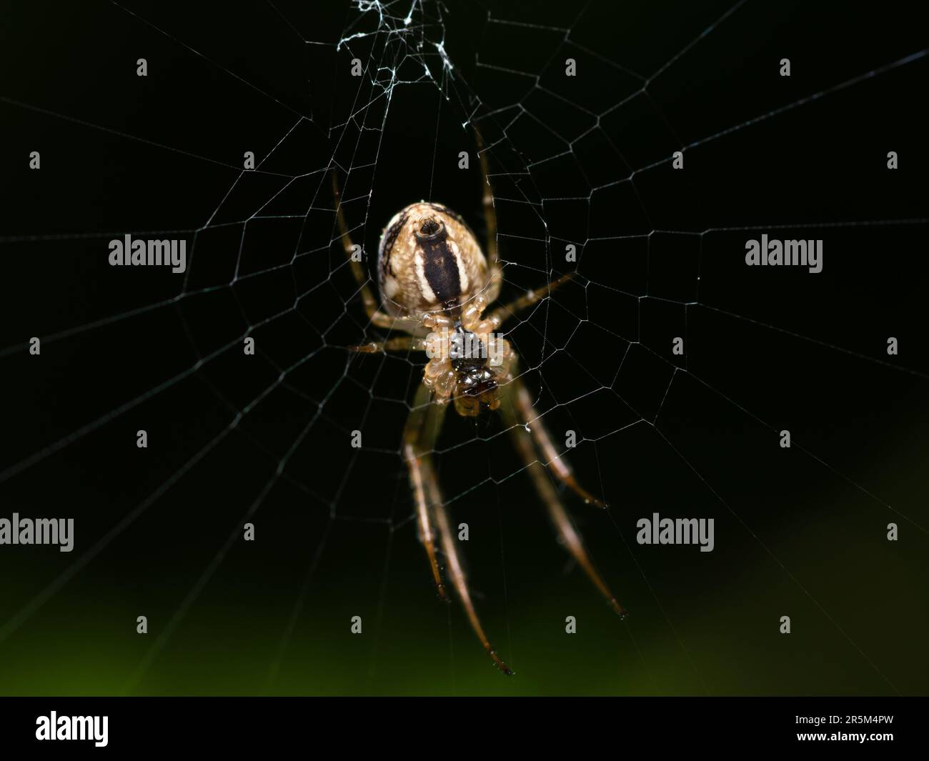 Spider web dynamics hi-res stock photography and images - Alamy