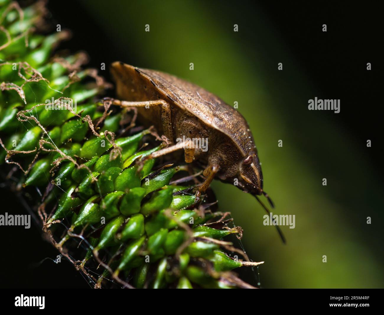 Delve into the miniature world of captivating creatures: Macro Magic ...