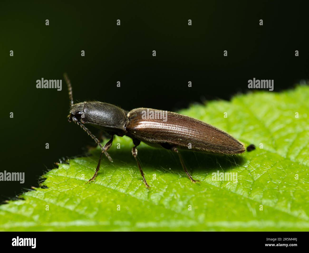 Delve into the miniature world of captivating creatures: Macro Magic ...