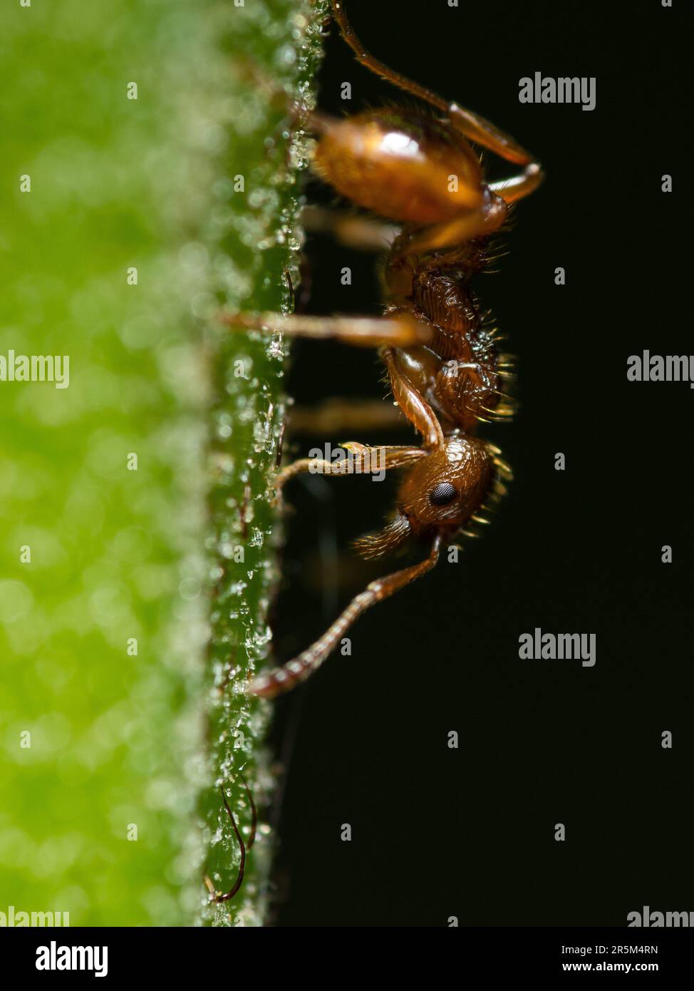 Delve into the miniature world of captivating creatures: Macro Magic ...