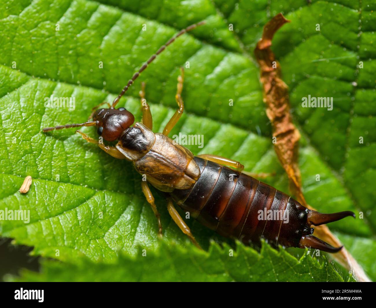 Delve into the miniature world of captivating creatures: Macro Magic ...