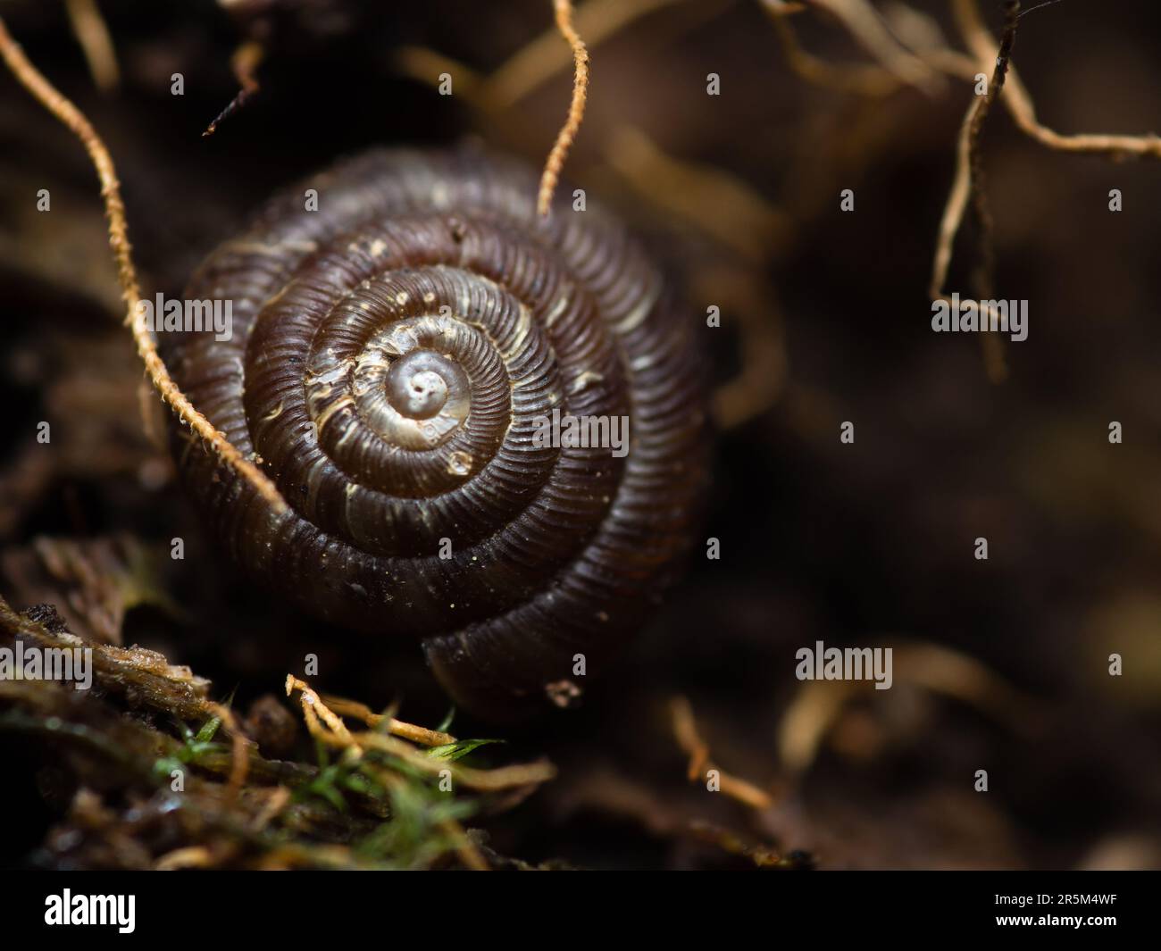 Delve into the miniature world of captivating creatures: Macro Magic ...