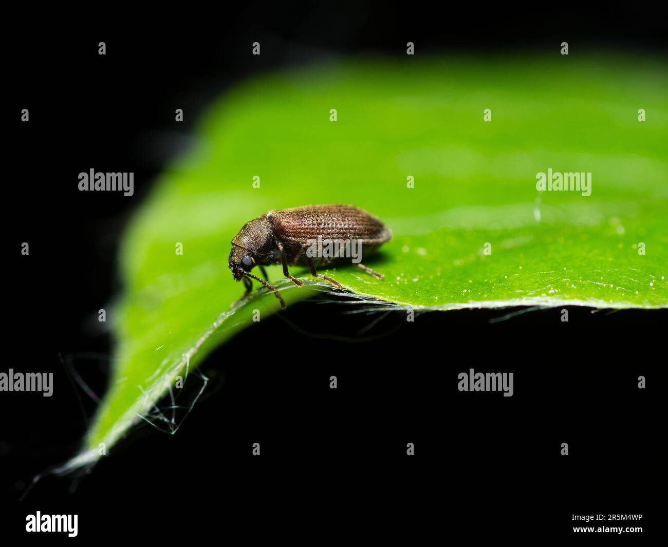 Delve into the miniature world of captivating creatures: Macro Magic ...