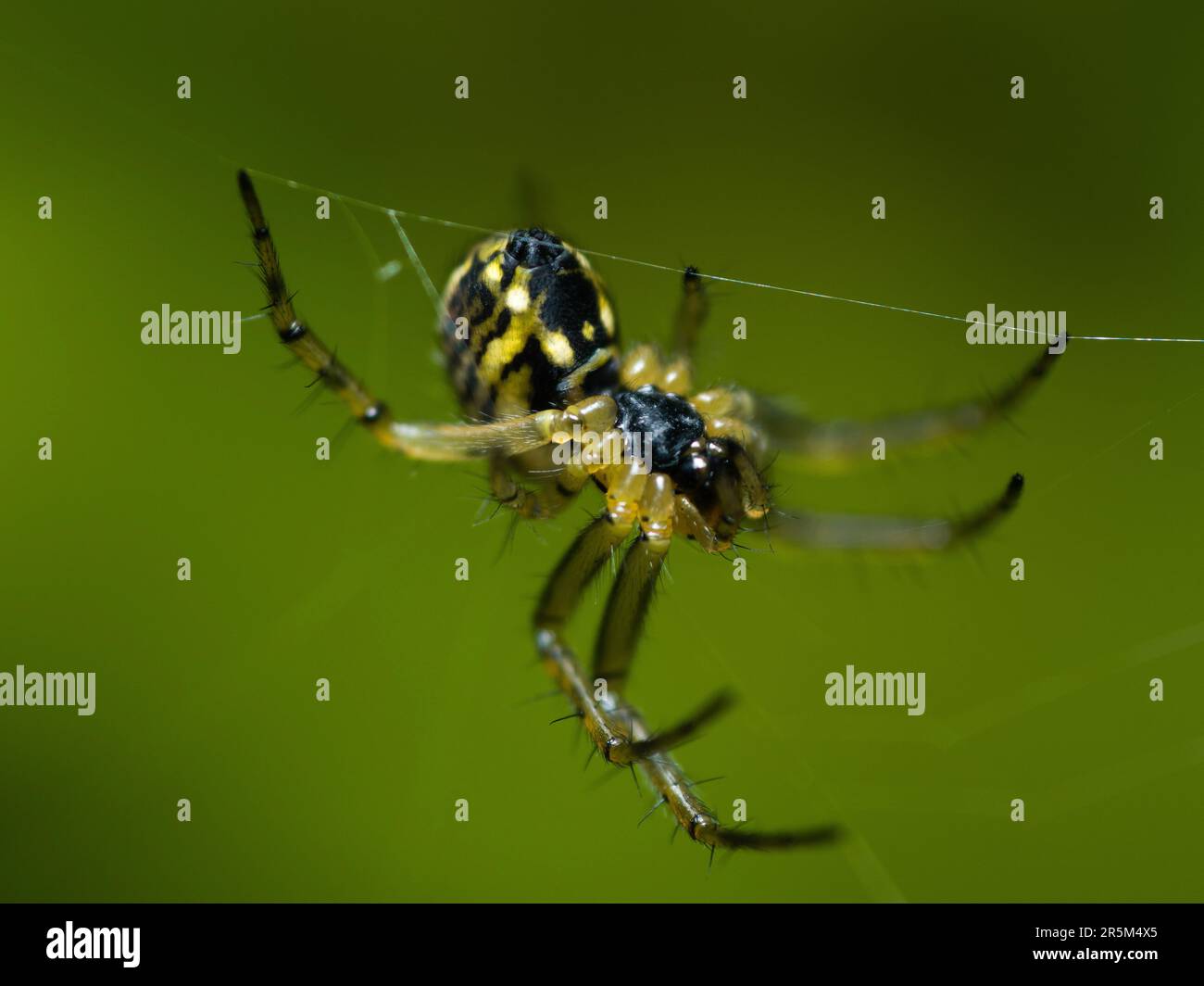 Perfectly timed capture hi-res stock photography and images - Alamy