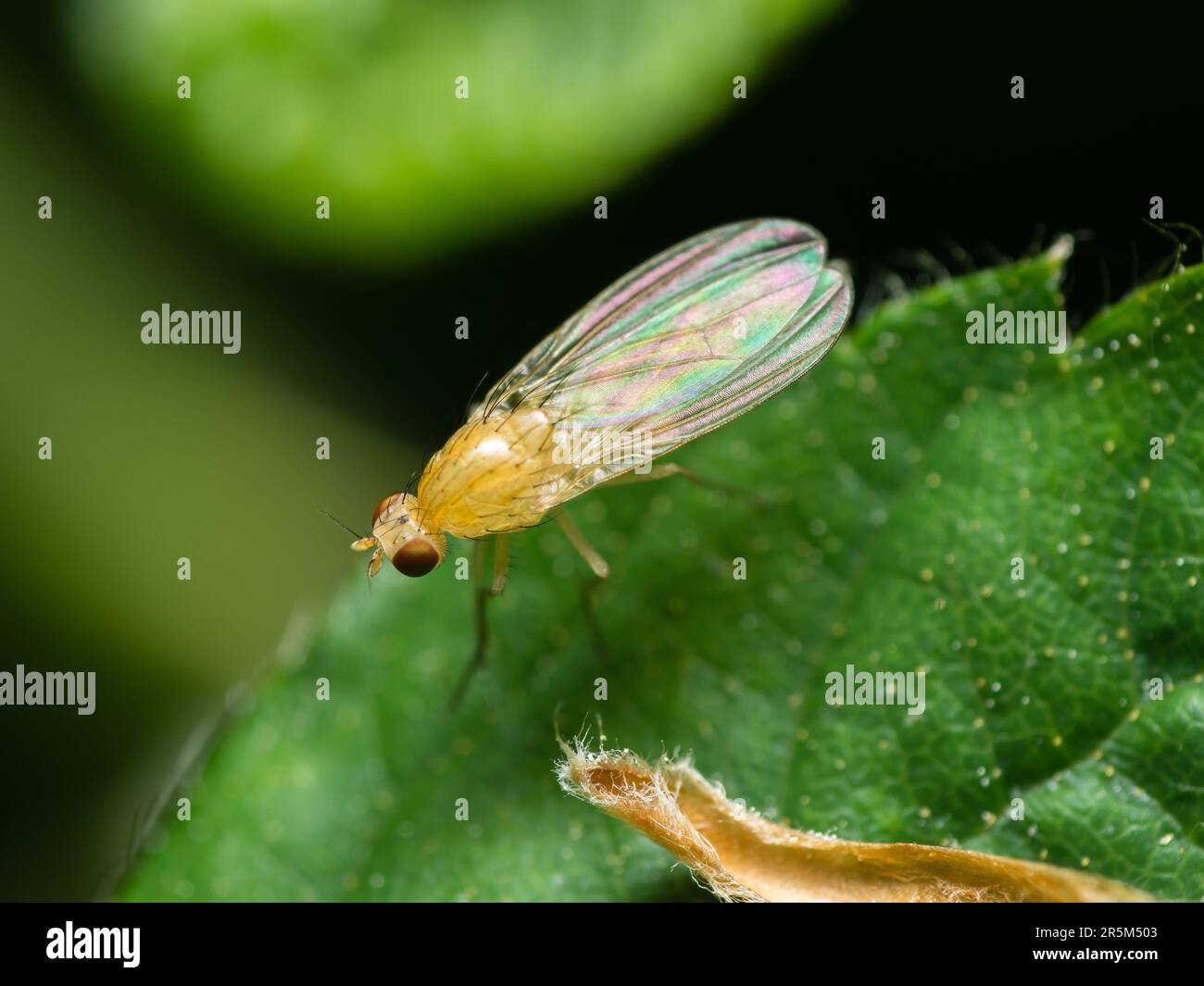 Nature's Intricate World: A mesmerizing close-up of a fly delicately ...