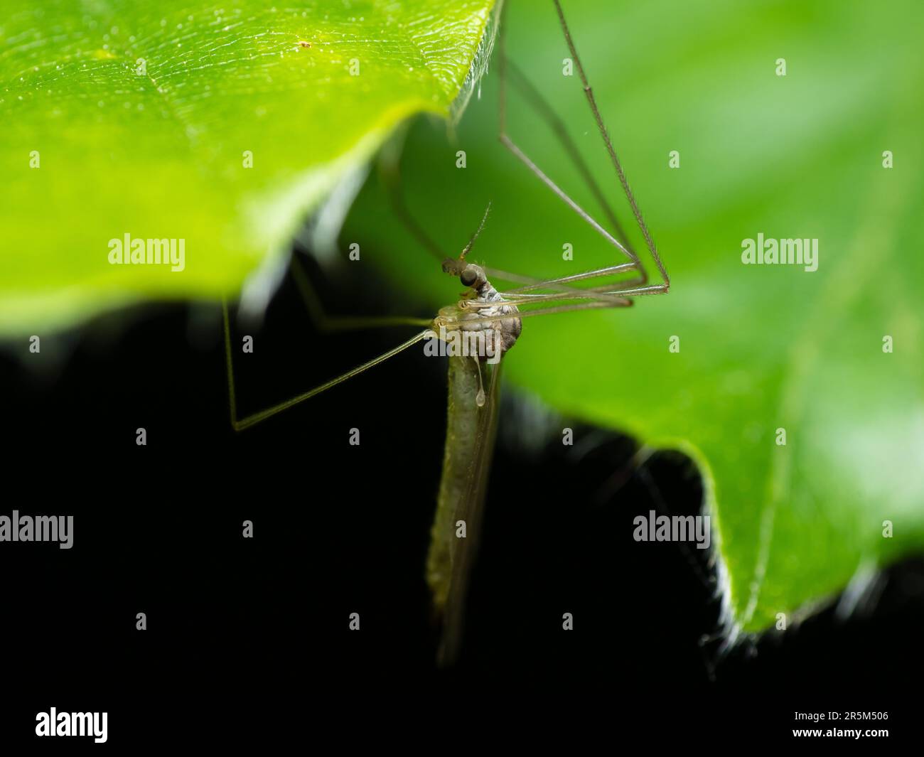 Nature's Intricate World: A mesmerizing close-up of a fly delicately ...