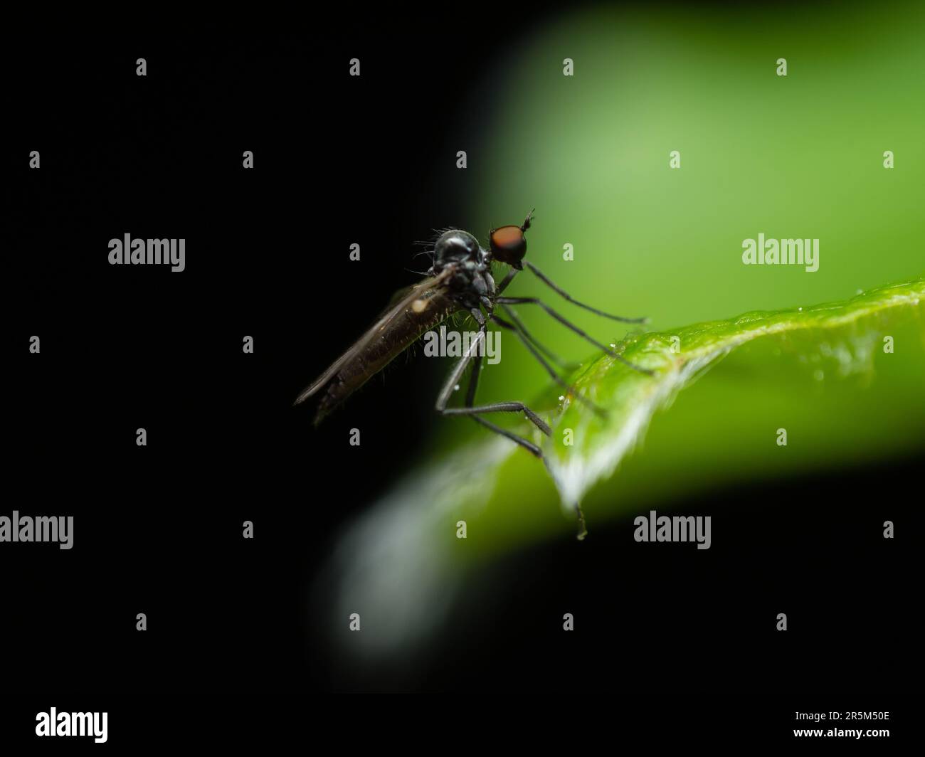 Nature's Intricate World: A mesmerizing close-up of a fly delicately ...
