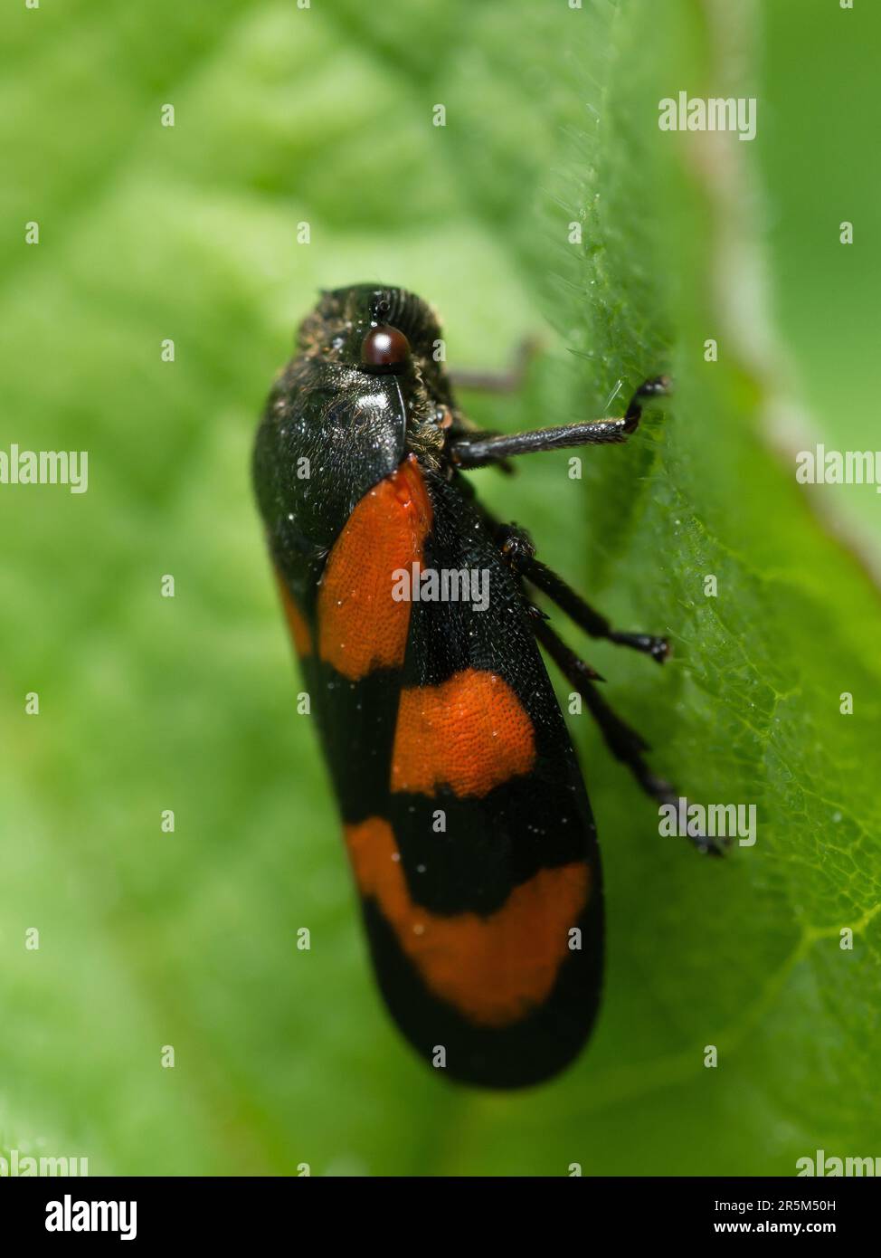 Delve into the miniature world of captivating creatures: Macro Magic ...