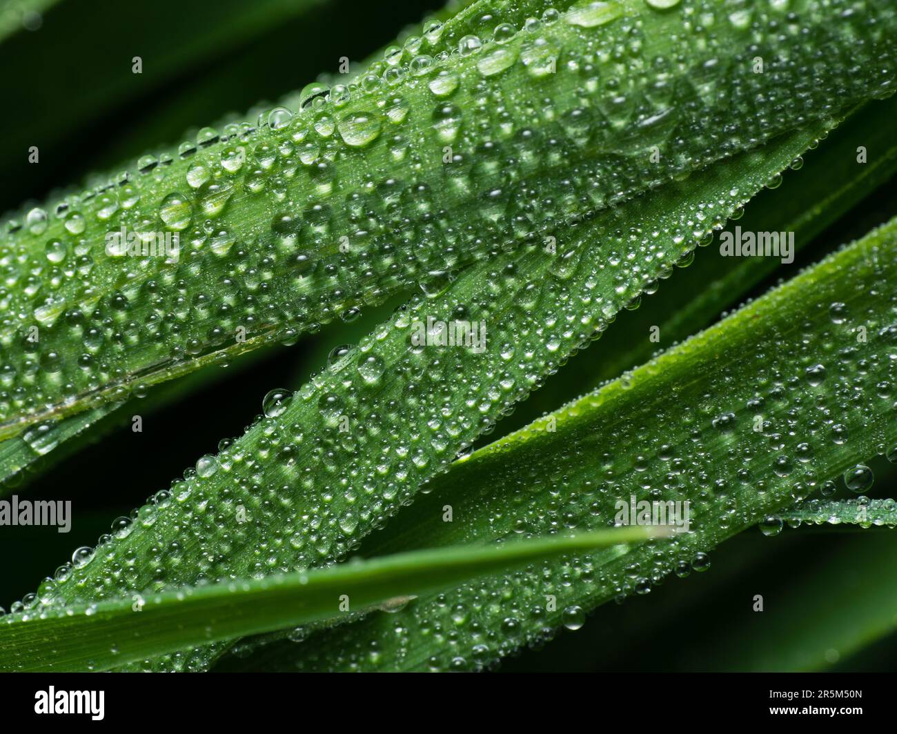 Glistening Symphony: Nature's Dance of Intertwining Grass and Dew Stock ...