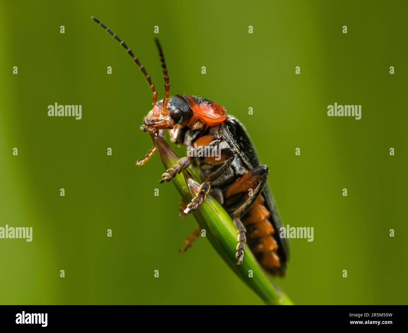A bug's triumphant embrace: Proudly hugging a blade of grass Stock ...