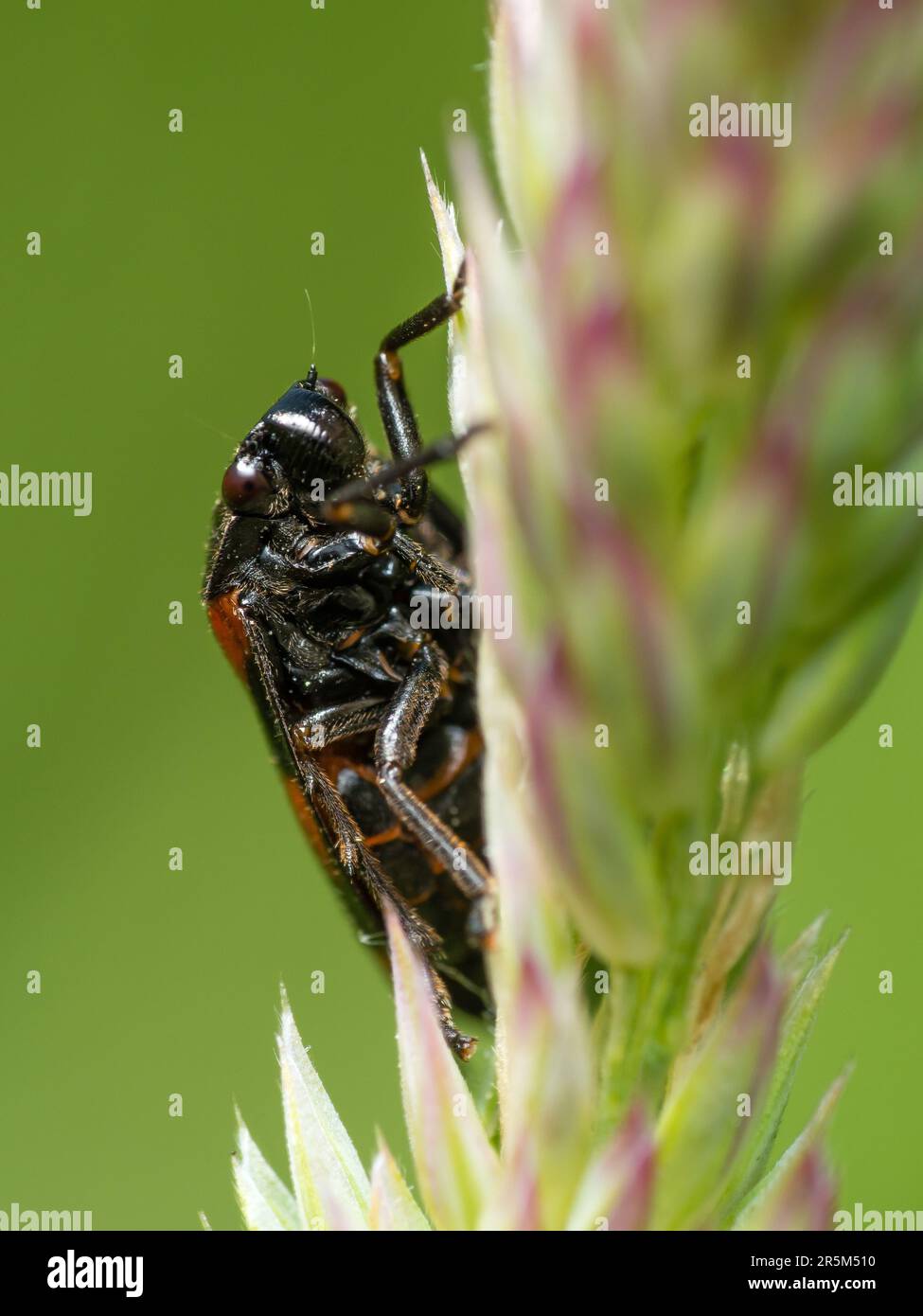 Nature's Hidden World: Discovering the Secrets Beneath the Leaves Stock ...