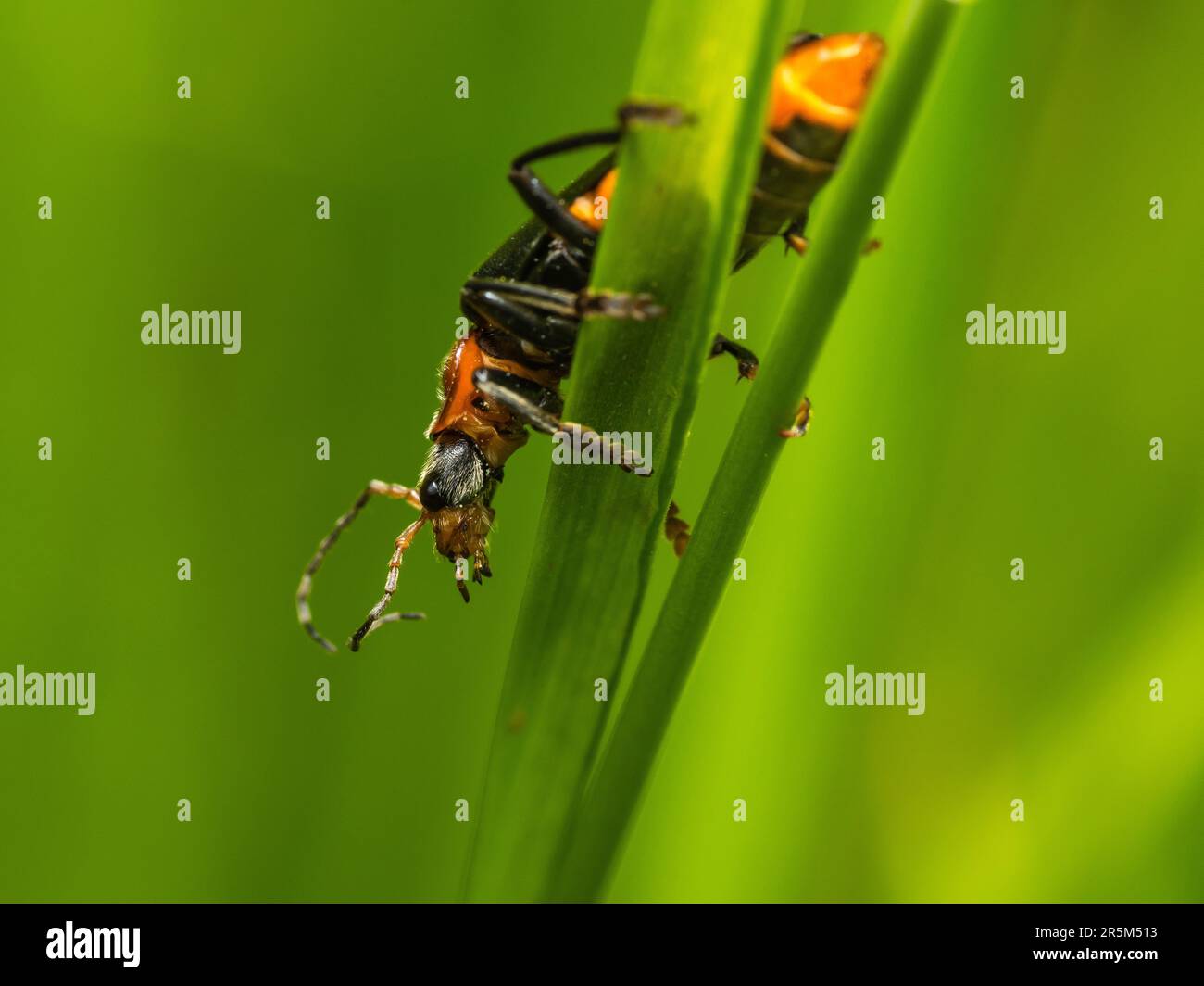 Grass bound explorer hi-res stock photography and images - Alamy