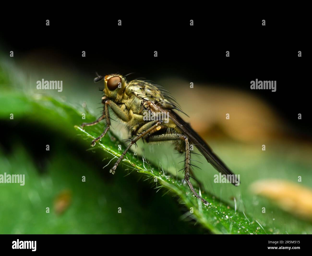 Quirky flight pattern hi-res stock photography and images - Alamy