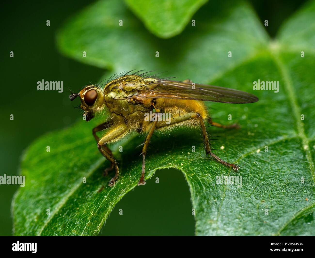 Nature's Intricate World: A mesmerizing close-up of a fly delicately ...