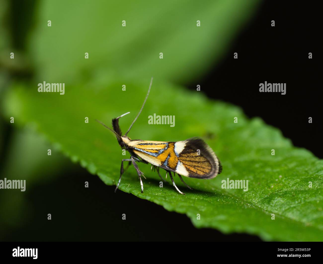 Moths stunning colours hi-res stock photography and images - Alamy