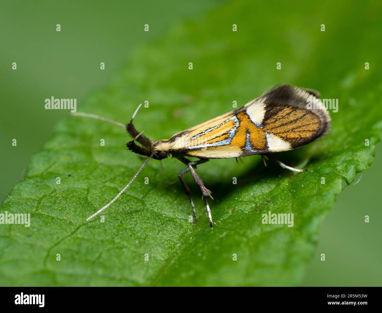 Colourful moth hi-res stock photography and images - Alamy