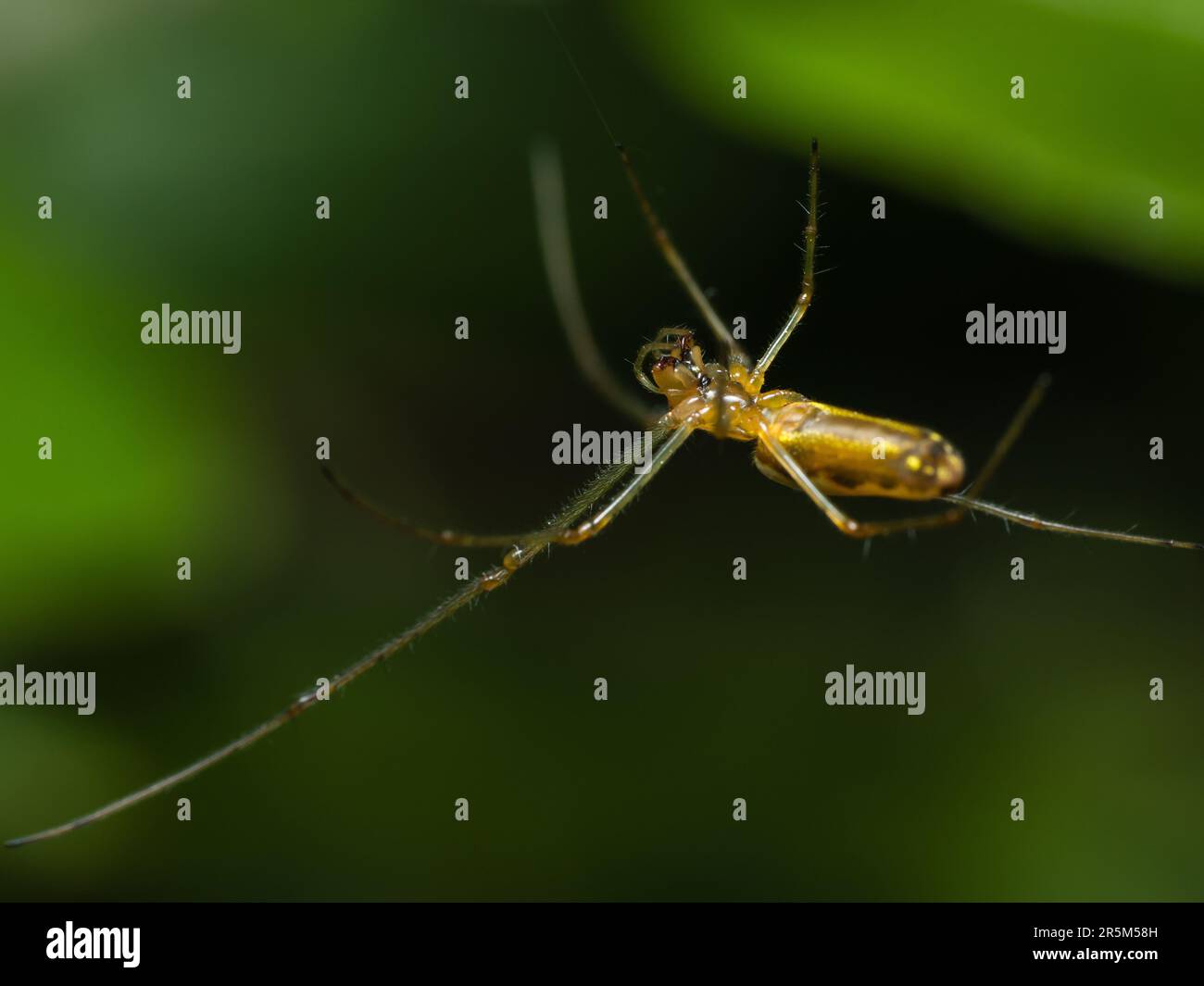 A Masterpiece of Precision: A Spider Suspended in Its Web, Legs ...