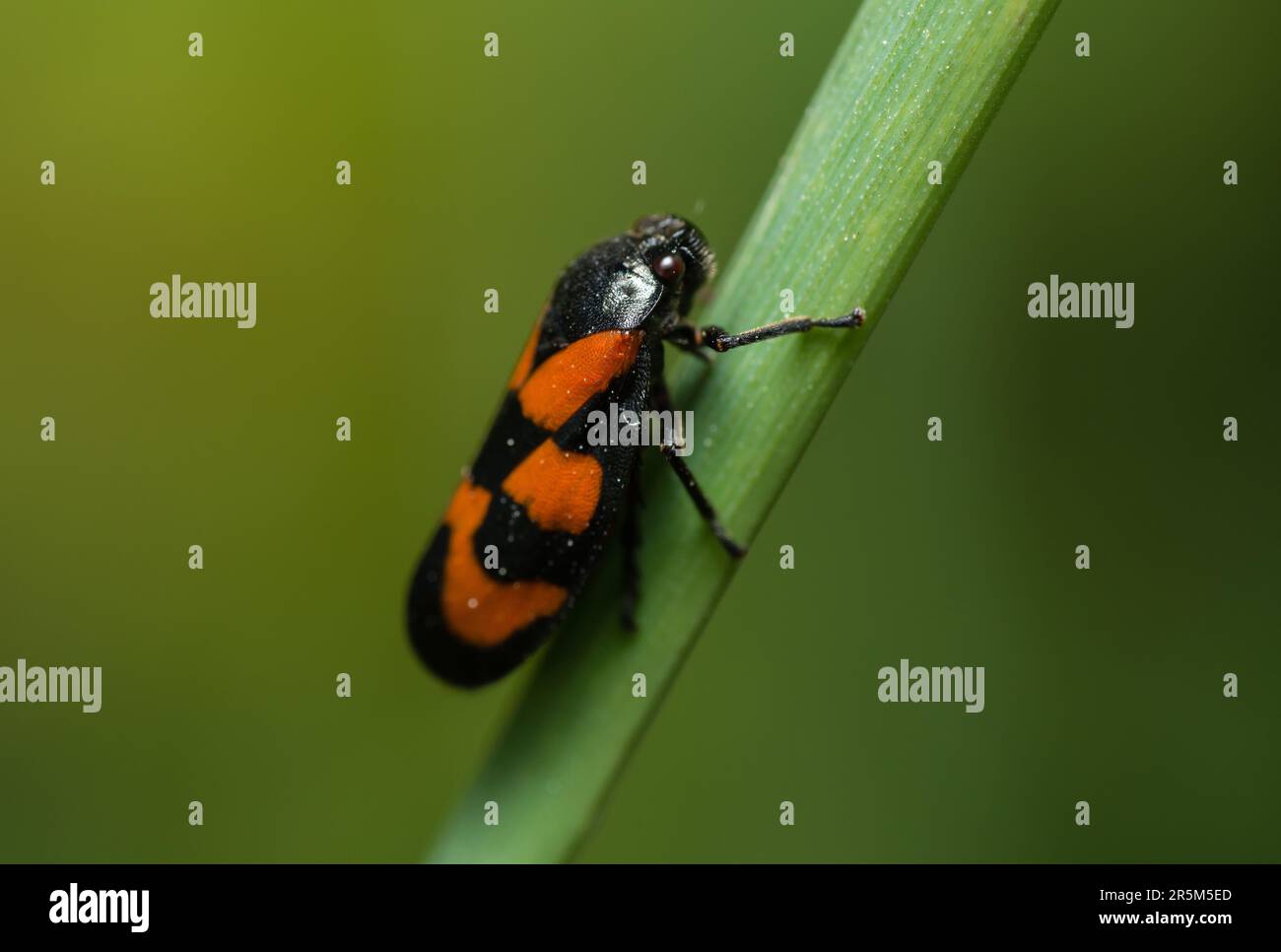 The Vibrant Grips of Nature: A Colourful Insect Finds Stability on a ...