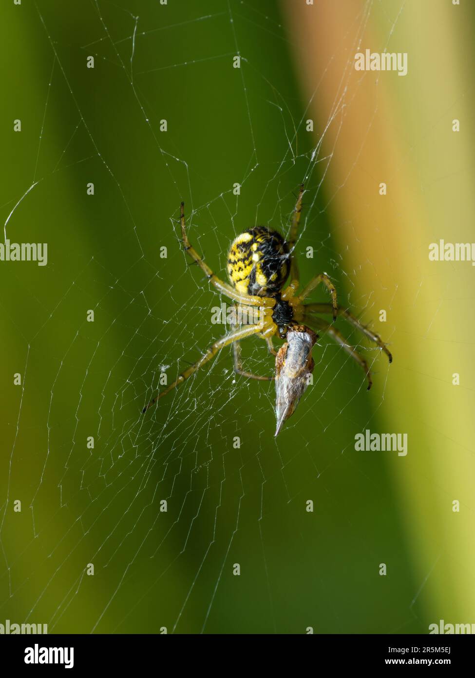 The Master Weaver's Triumph: A Spider's Silken Snare Claims Its Latest ...