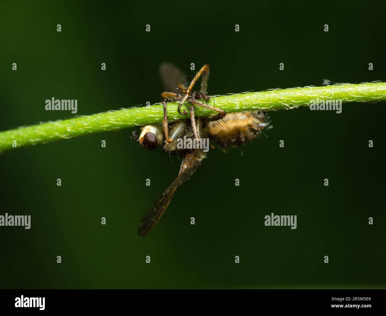 A Delicate Embrace: A Fly Finds Solace in the Tender Embrace of a Blade of Grass Stock Photo - Alamy