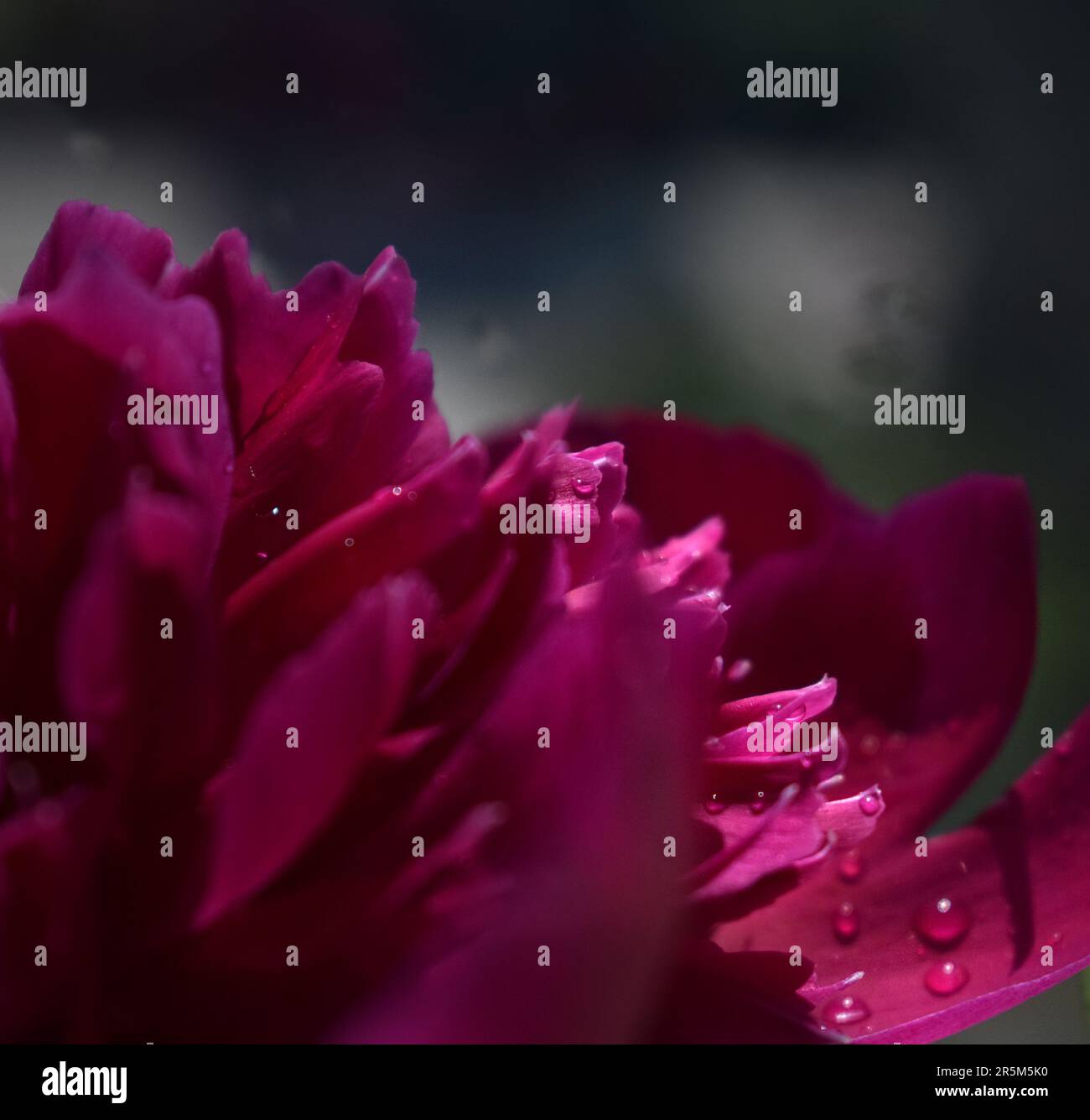Beautiful fragrant peonies flowers hi-res stock photography and images ...