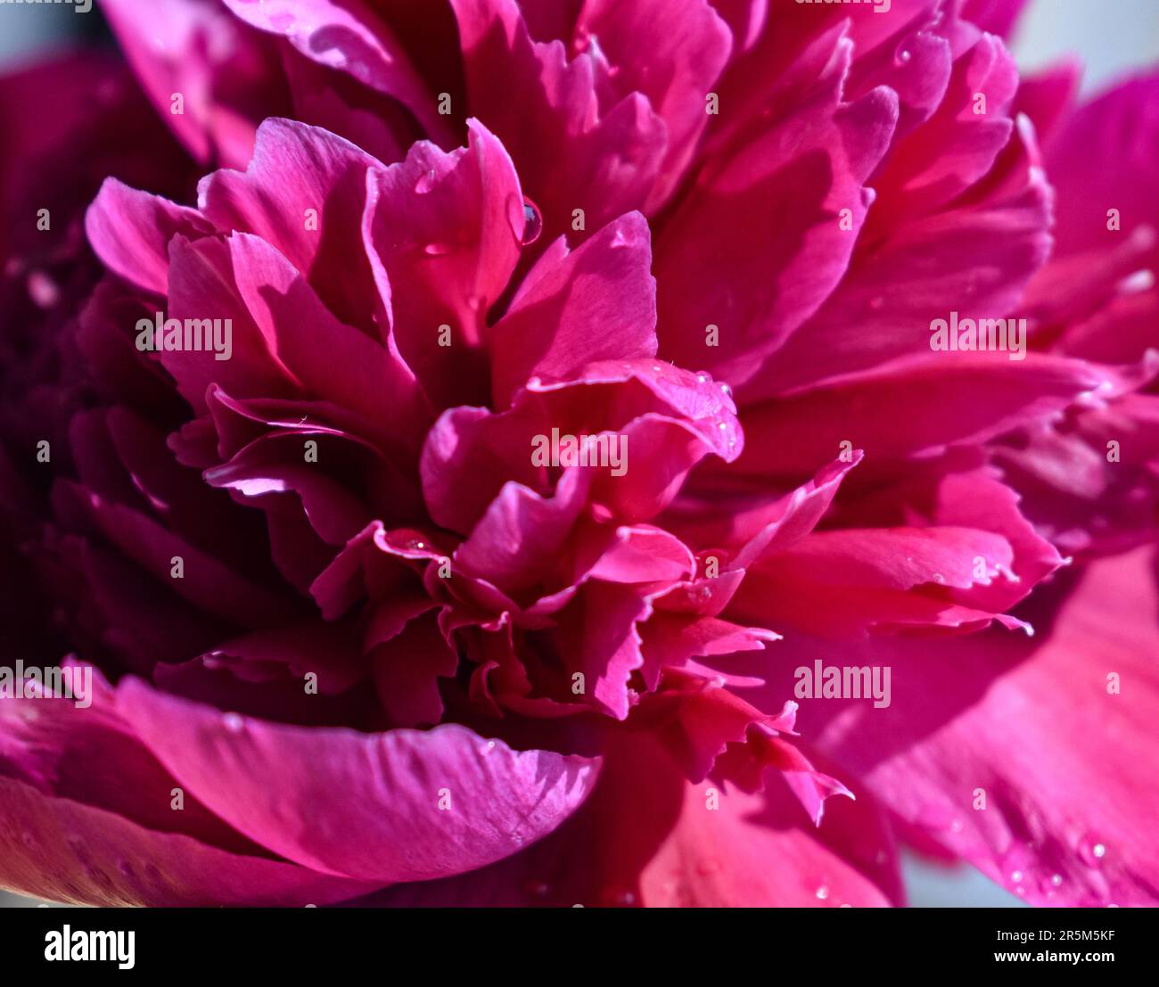 Popular peonies hi-res stock photography and images - Alamy