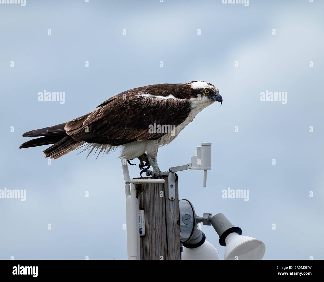Osprey falls hi-res stock photography and images - Alamy