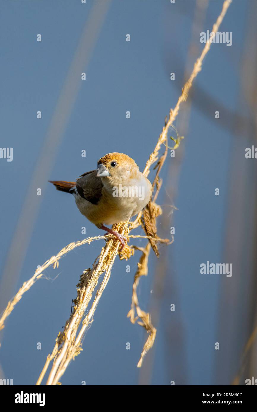 Estri hi-res stock photography and images - Alamy