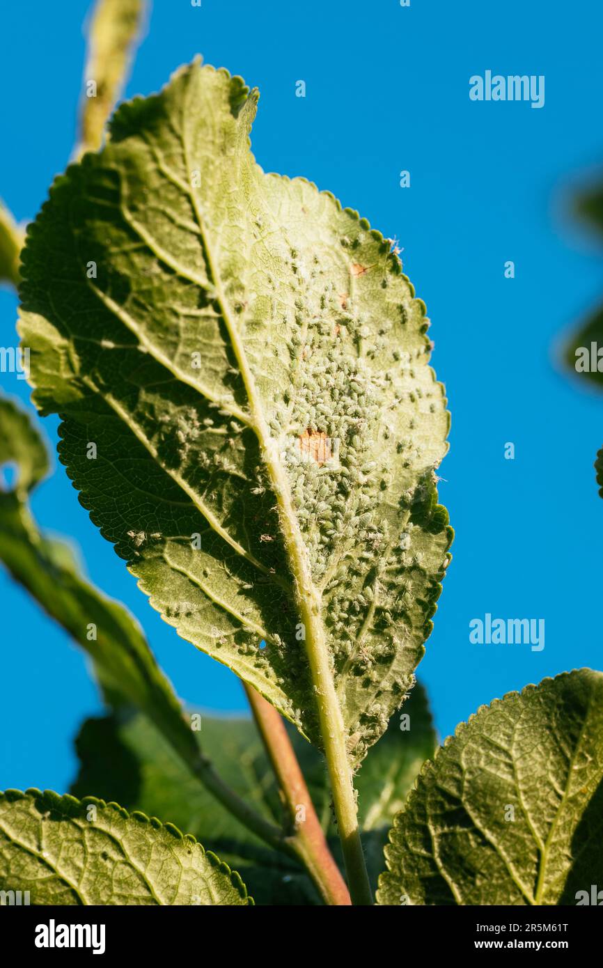 Fruit with aphids hi-res stock photography and images - Alamy