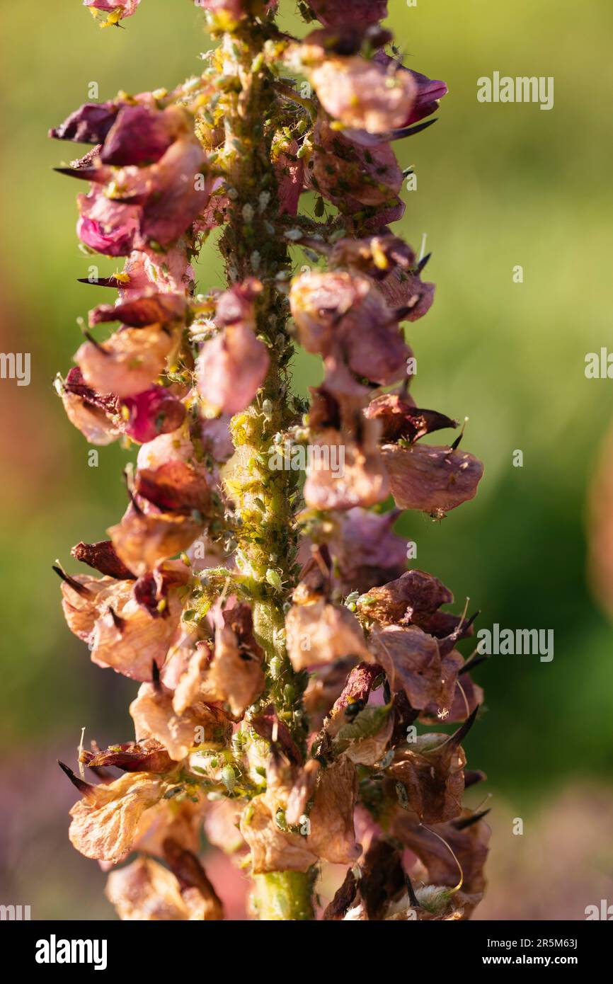 Lupin aphids hi-res stock photography and images - Alamy