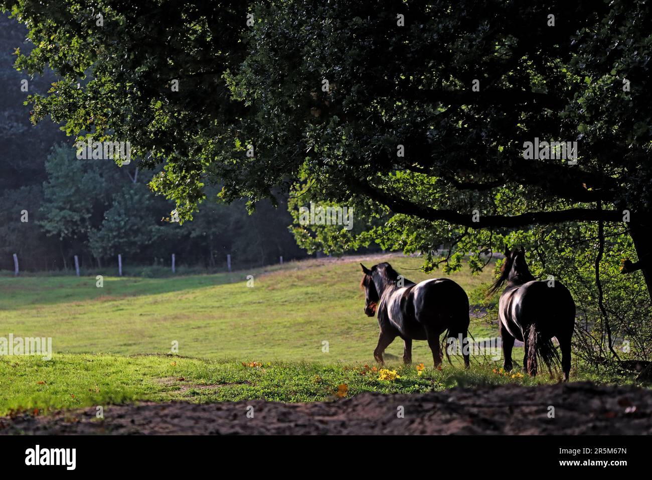 Two black horses under a tree in a nature reserve Stock Photo - Alamy
