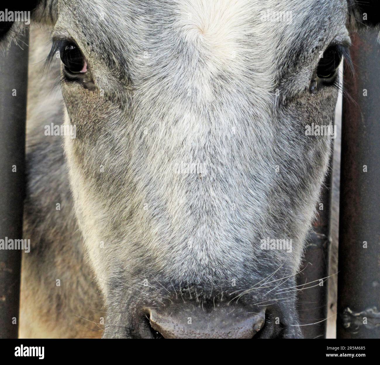 Calf rearing hi-res stock photography and images - Alamy