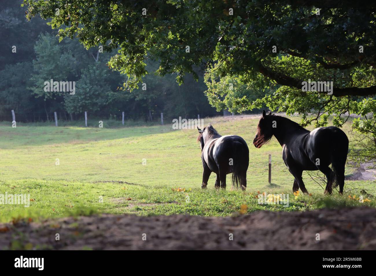 Two black horses under a tree in a nature reserve Stock Photo - Alamy