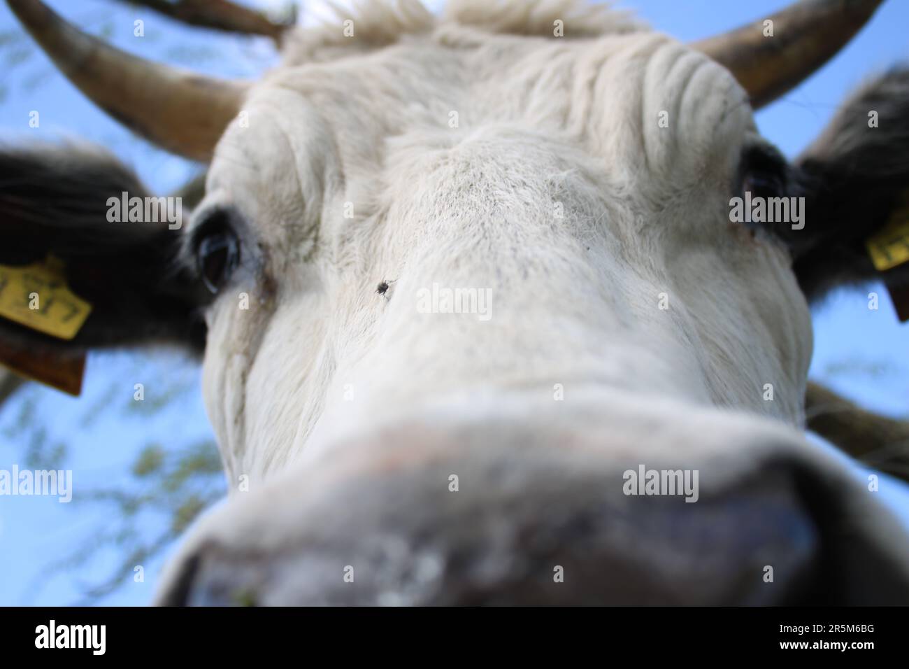Satisfied cow hi-res stock photography and images - Alamy