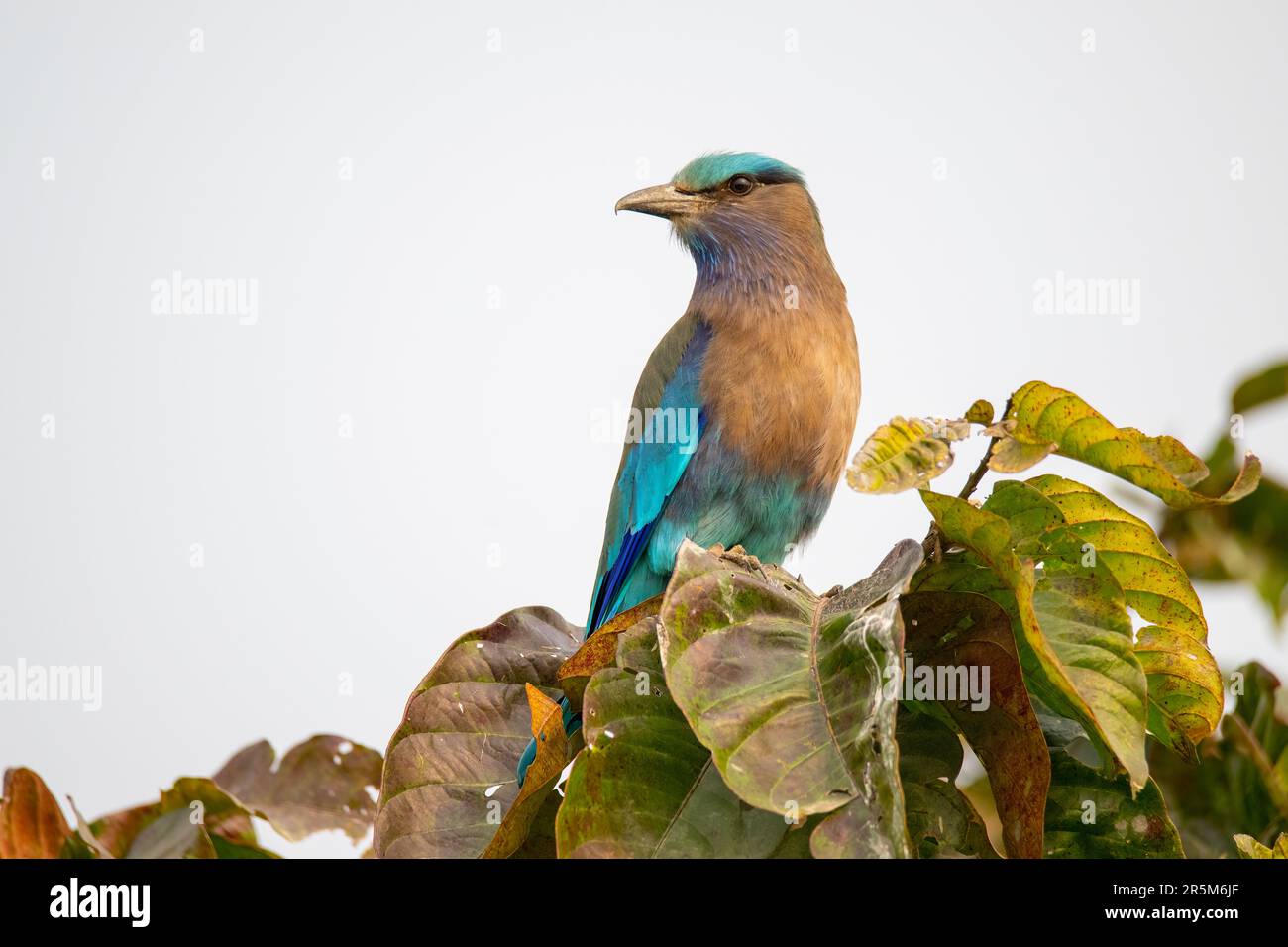 Rollers sit and wait predators hi-res stock photography and images - Alamy