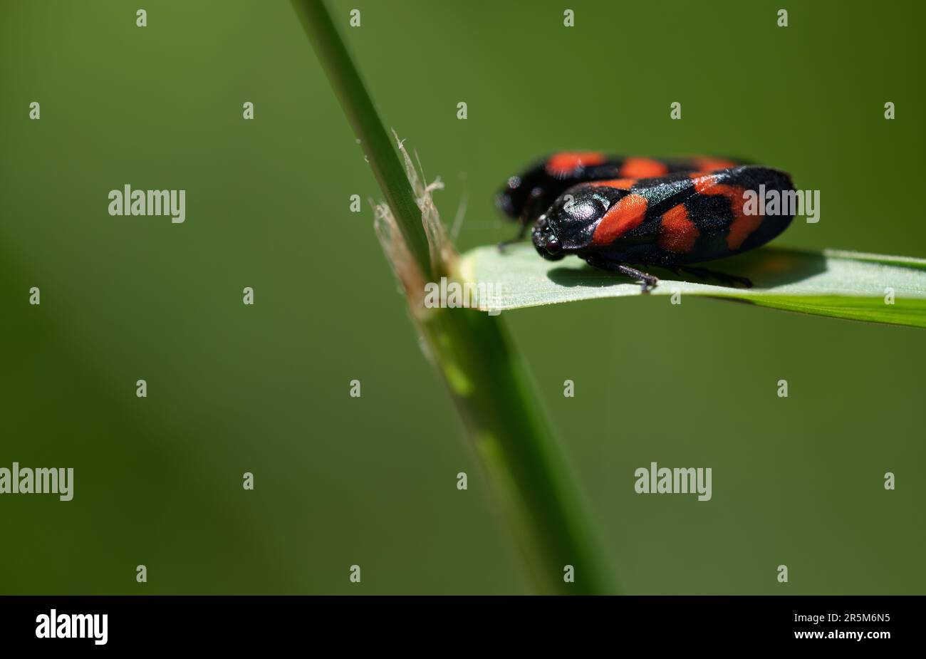 Two small cicadas are sitting next to each other on a blade of grass ...