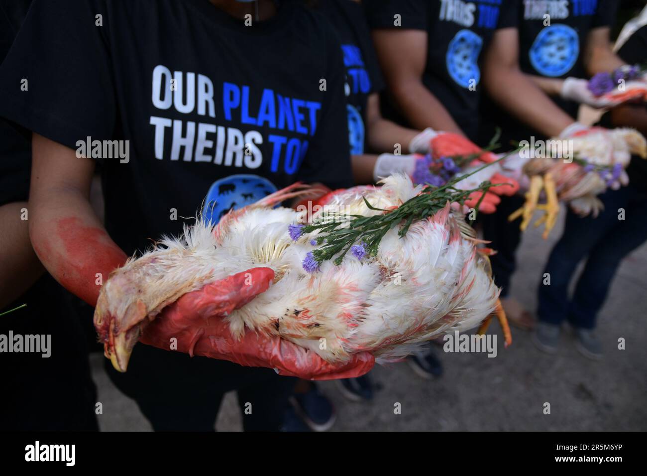 Kolkata, India. 04th June, 2023. Animal rights activists hold dead ...