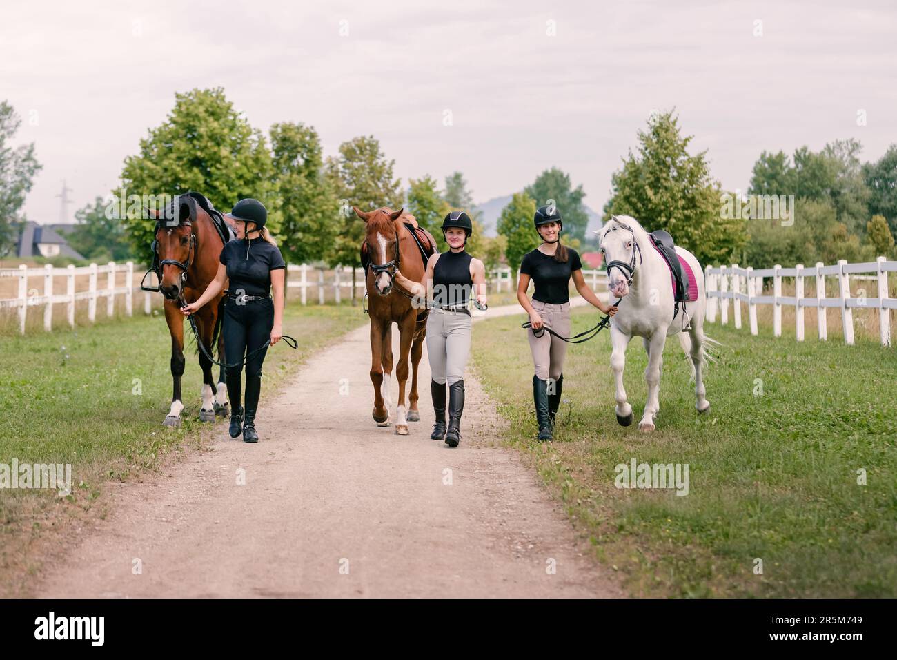 Three beautiful horses with female jockeys, walking side by side along ...
