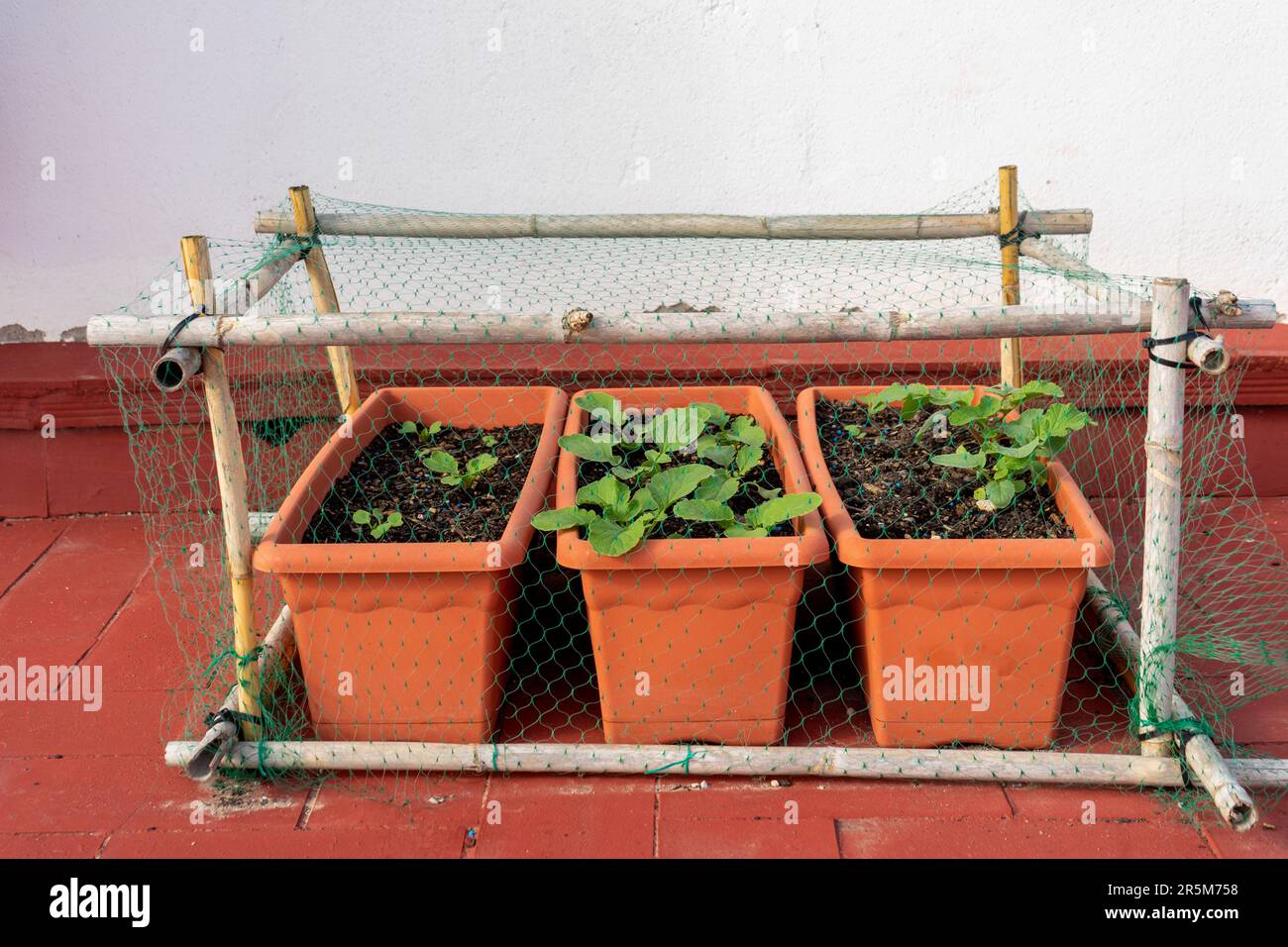 Organic crops in plastic pots in the urban garden on the terrace of the ...