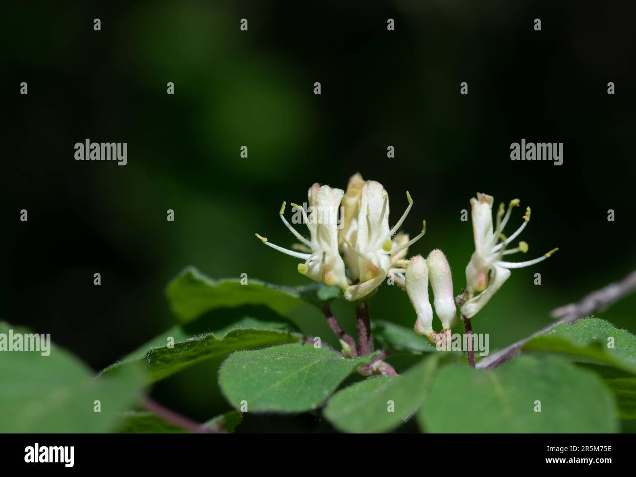Honeysuckle outline hi-res stock photography and images - Alamy