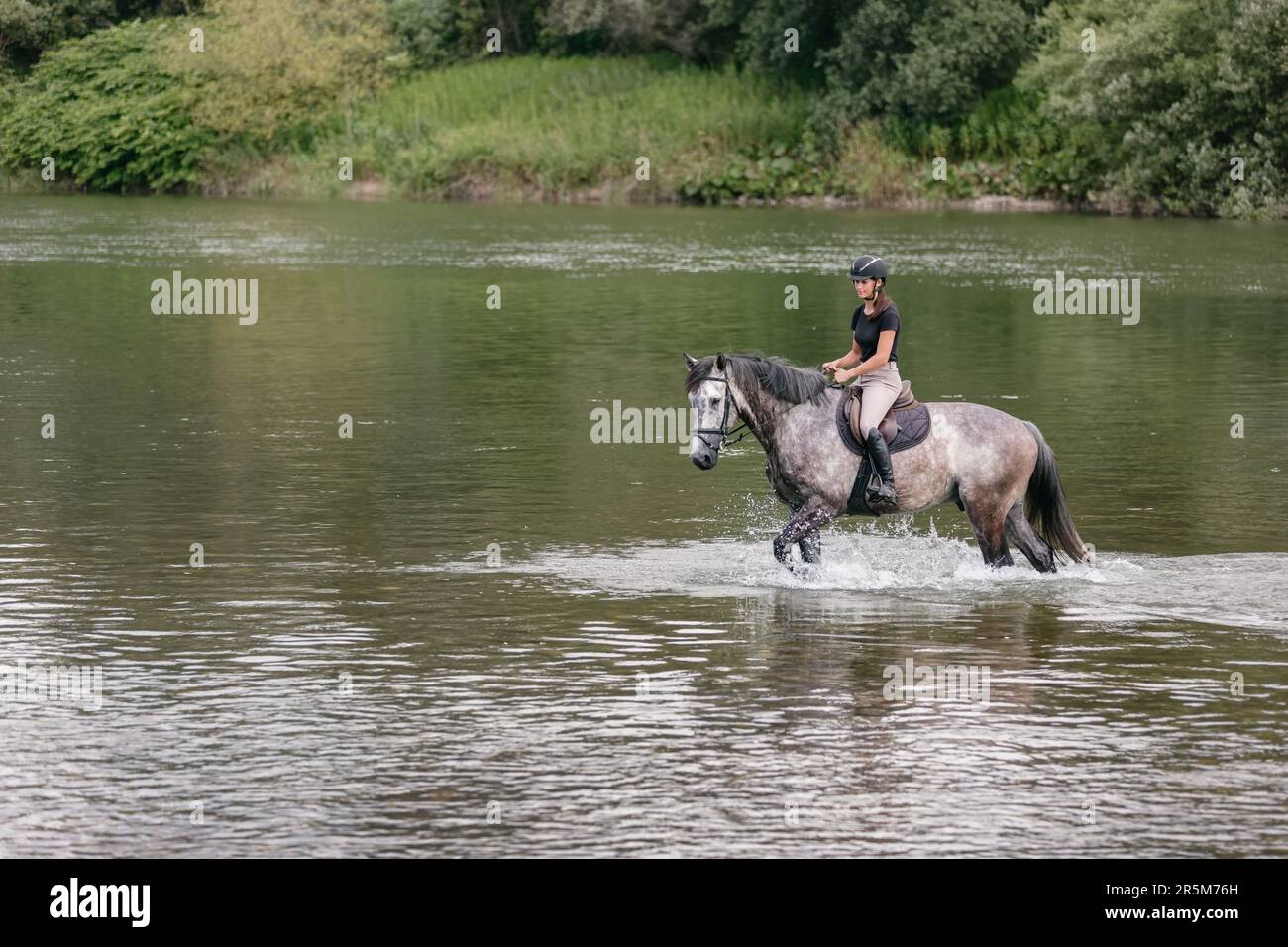 Front view of a beautiful dapple gray horse with a female jockey ...