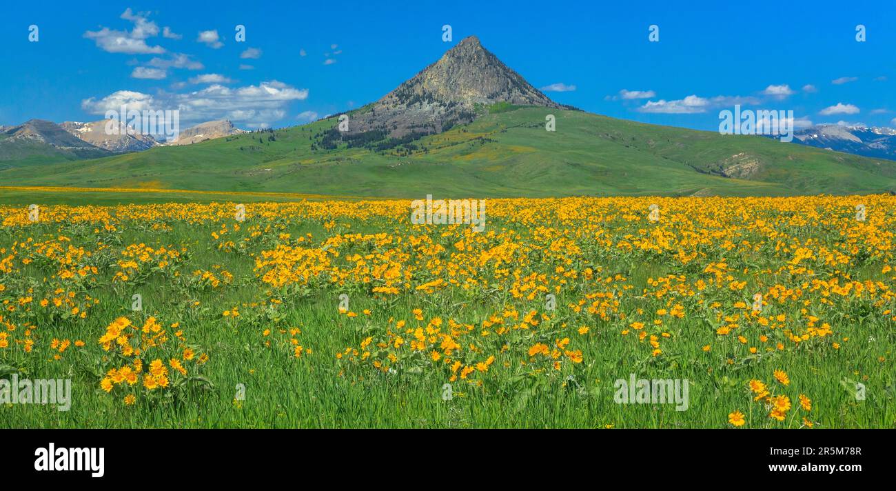 panorama of arrowleaf balsamroot in bloom on the prairie below haystack ...