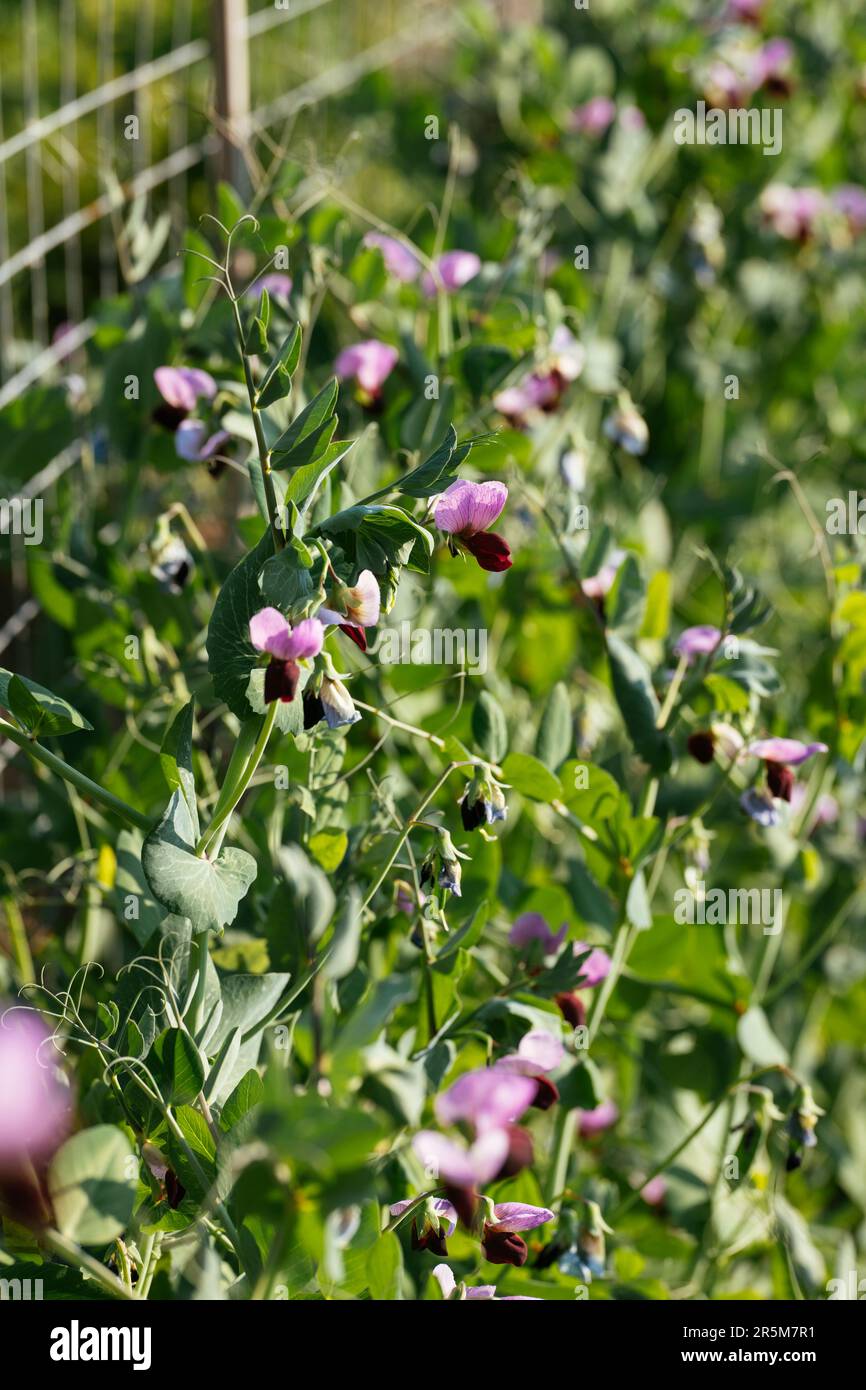 Flowering sugar snap peas in a vegetable garden Stock Photo - Alamy
