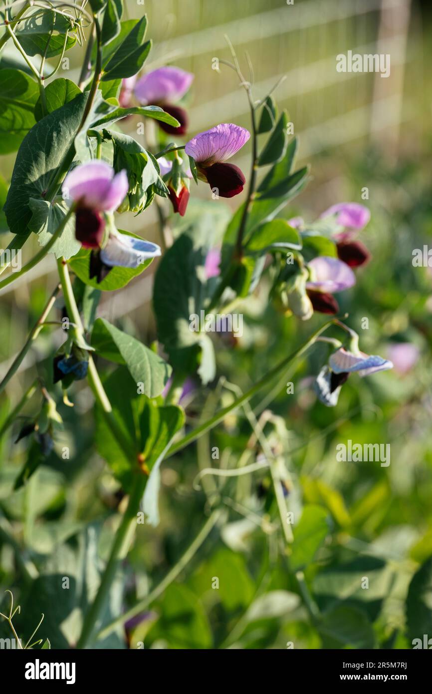 Flowering sugar snap peas in a vegetable garden Stock Photo - Alamy