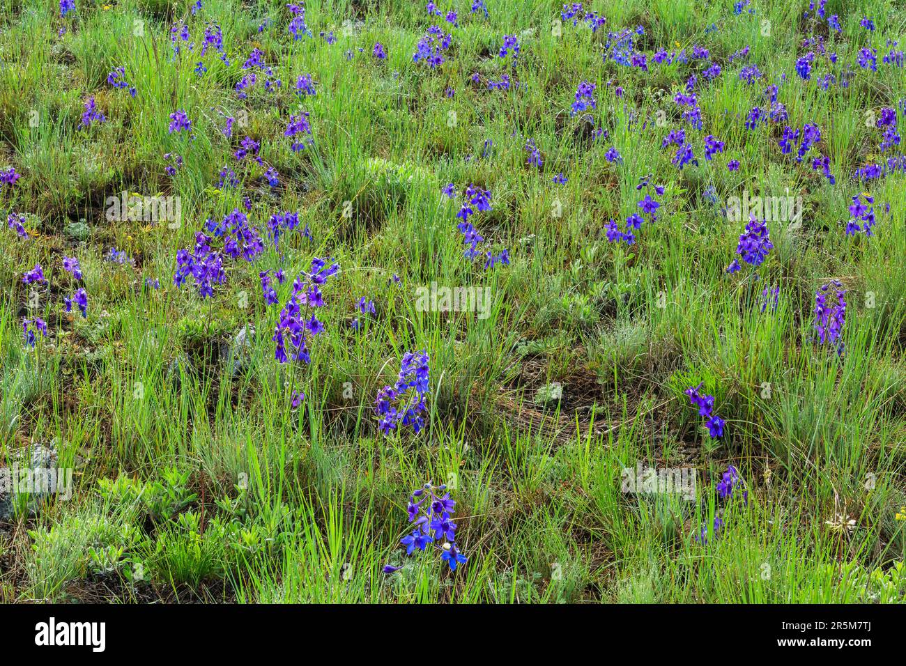 With field larkspur hi-res stock photography and images - Alamy